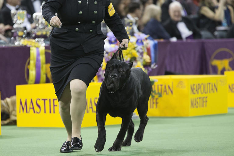 Some NS towns have tried to ban 'dangerous' dog breeds without much success
