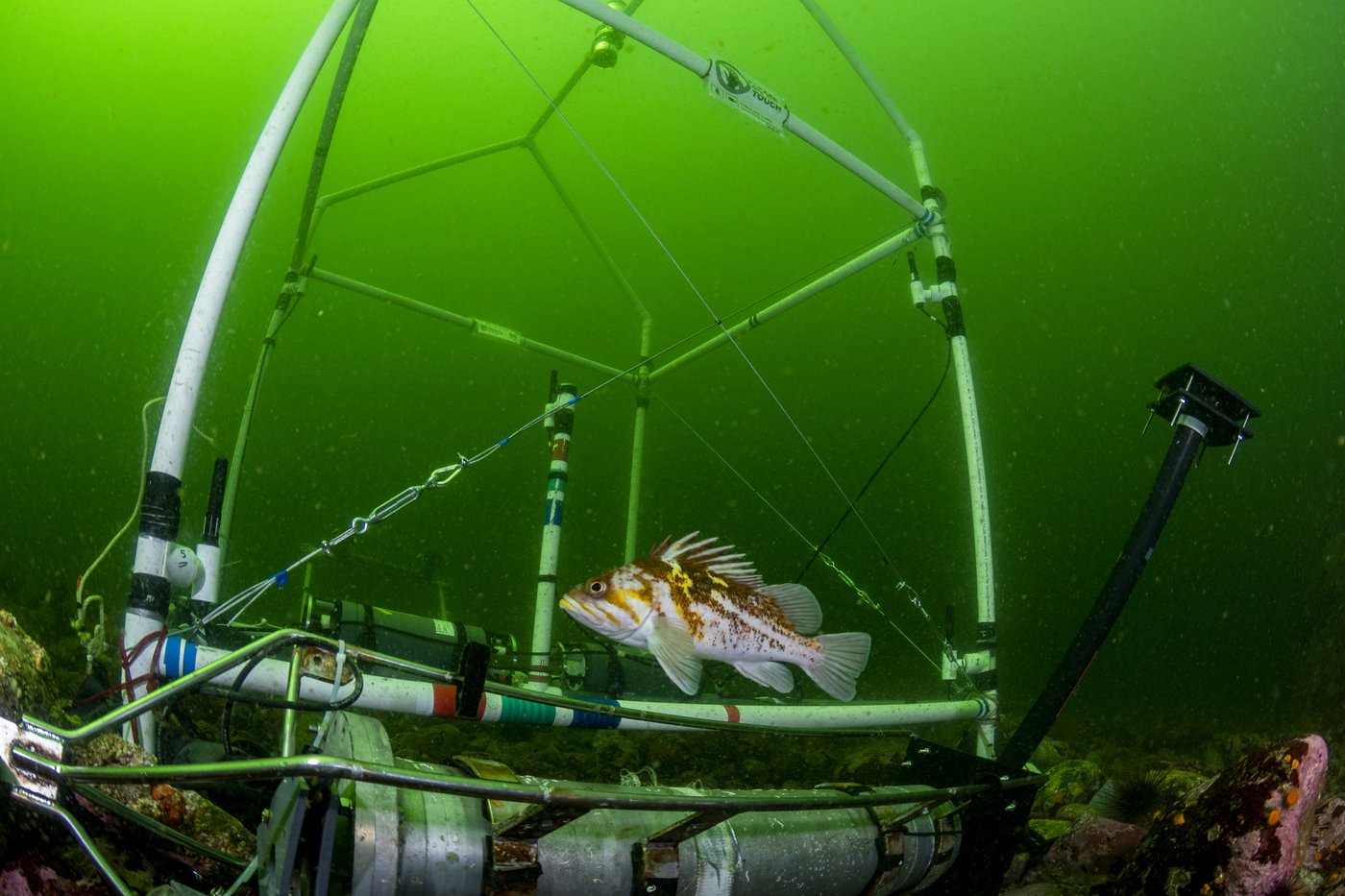 Knock, knock, who's there? BC biologists identify unique sounds of 8 ...