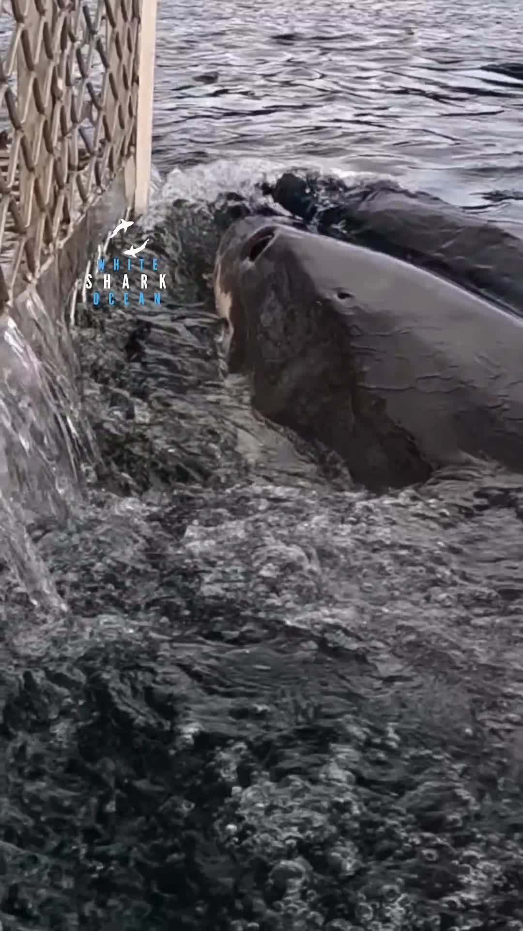 Big Great White Shark Bumping The Cage In New Zealand