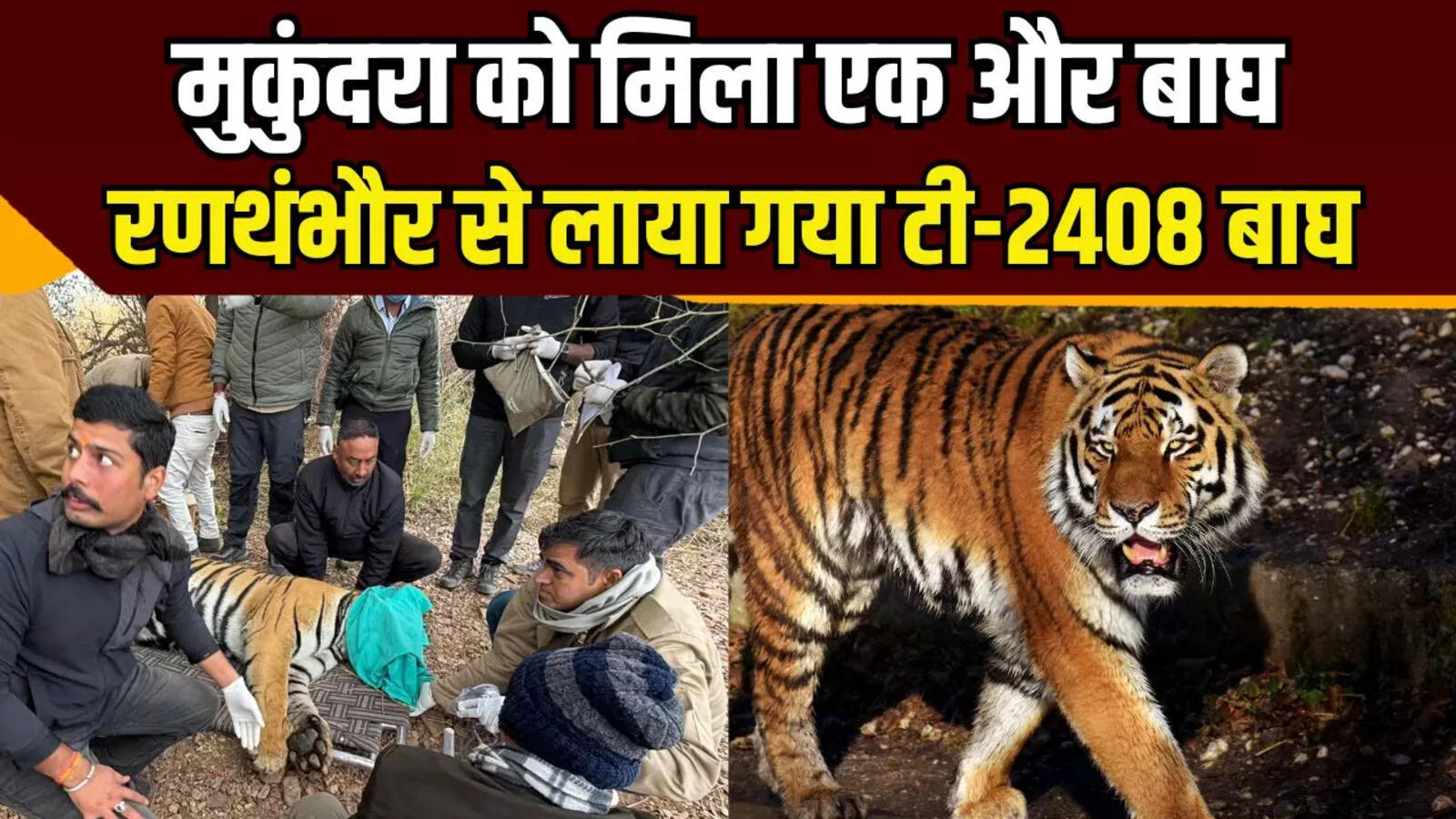 मुकुंदरा को मिला एक और बाघ, रणथंभौर से लाया गया टी-2408 बाघ