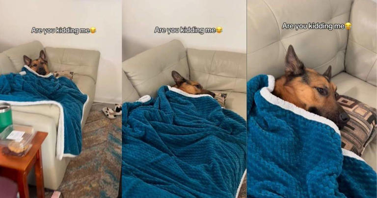 Video: Dog is living his best life tucked in with blanket & pillow