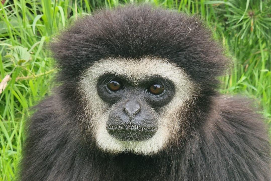 Gibbons announced as newest arrival at Doncaster's Yorkshire Wildlife Park