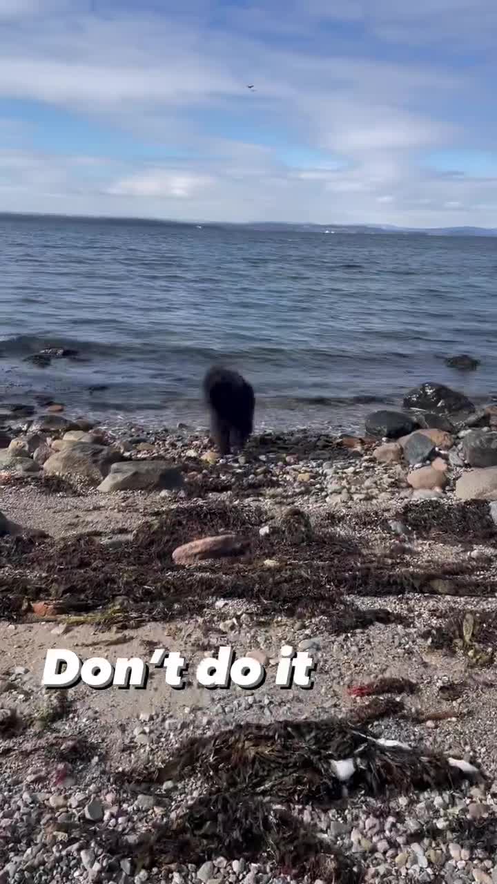 Funny Newfoundland puppy avoids car trunk door every time