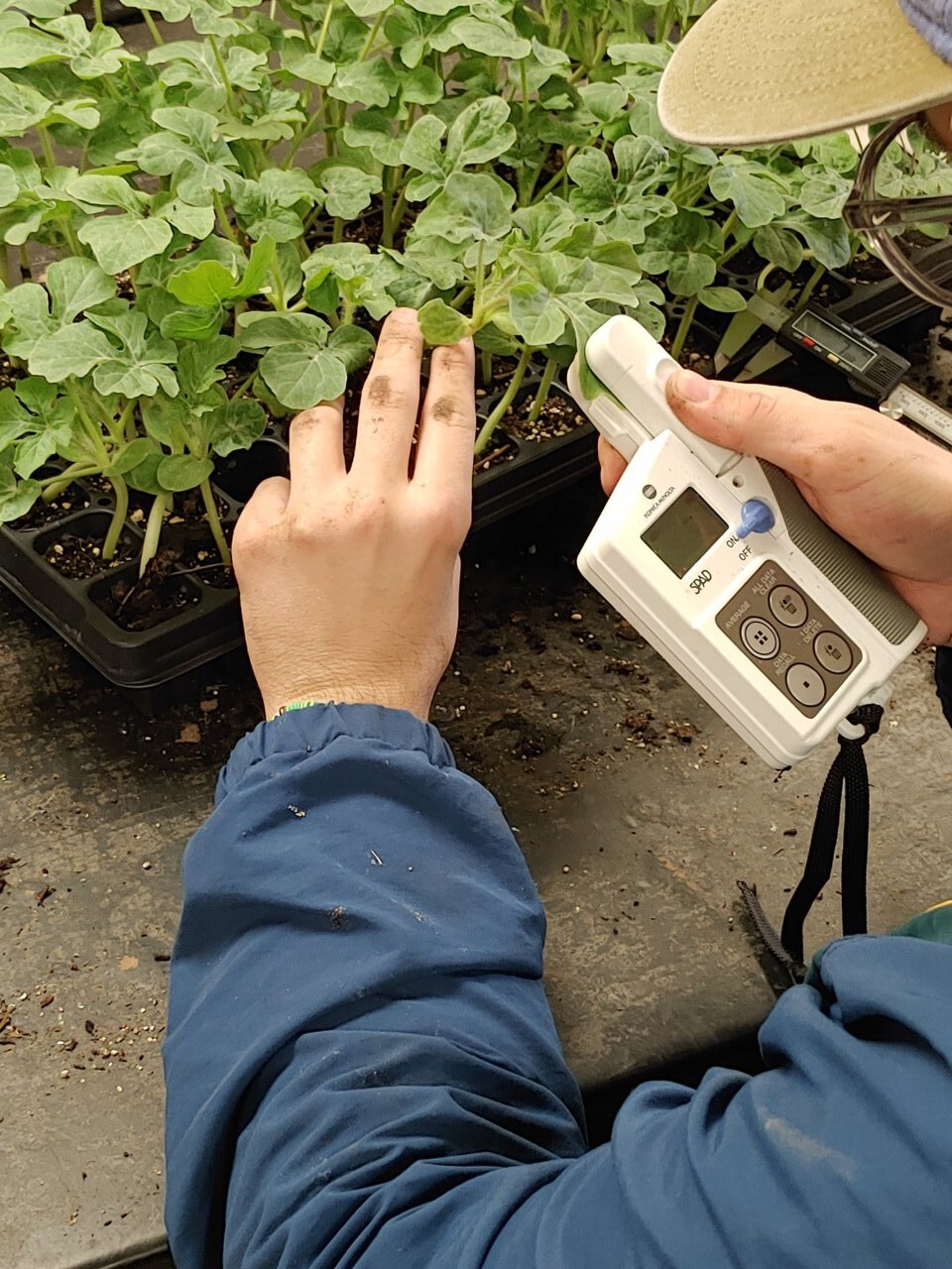 Study finds food waste compost less effective than potting mix alone