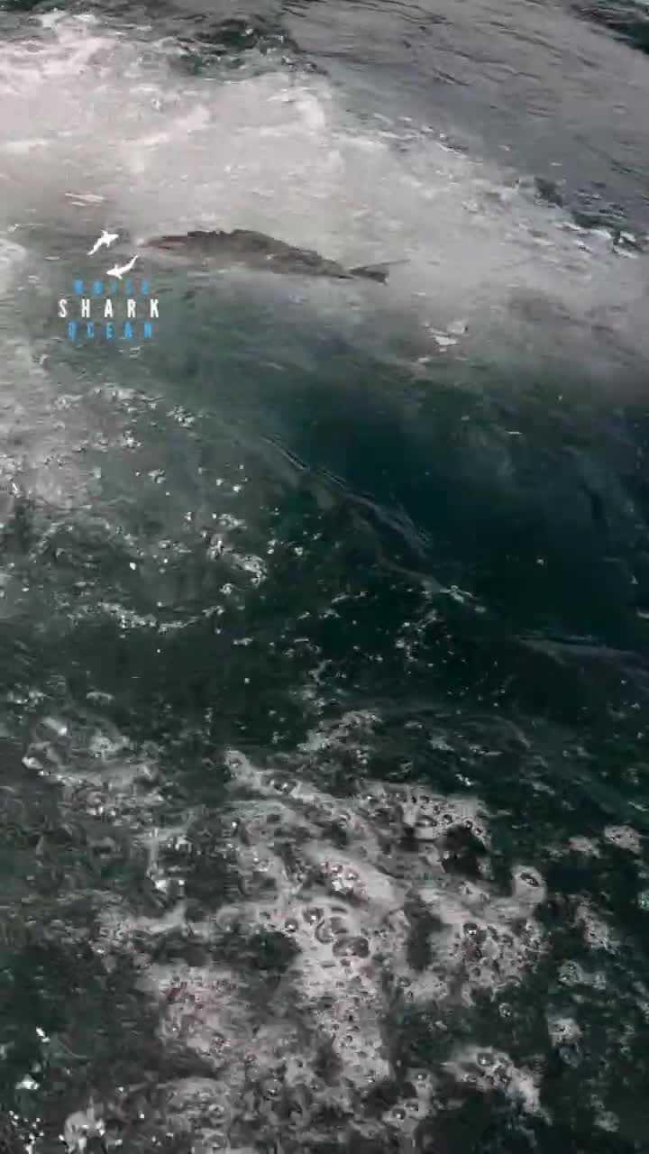 Great white ambushes so fast #greatwhite