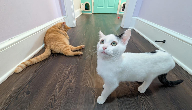 The story behind Gaston County's new cat cafe