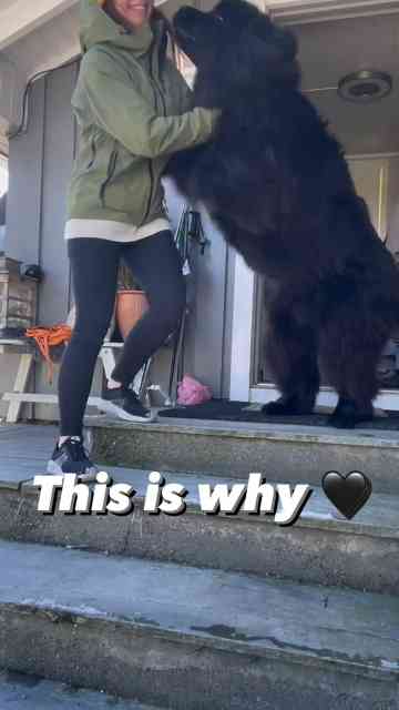 Heartwarming reunion with a fluffy Newfie puppy