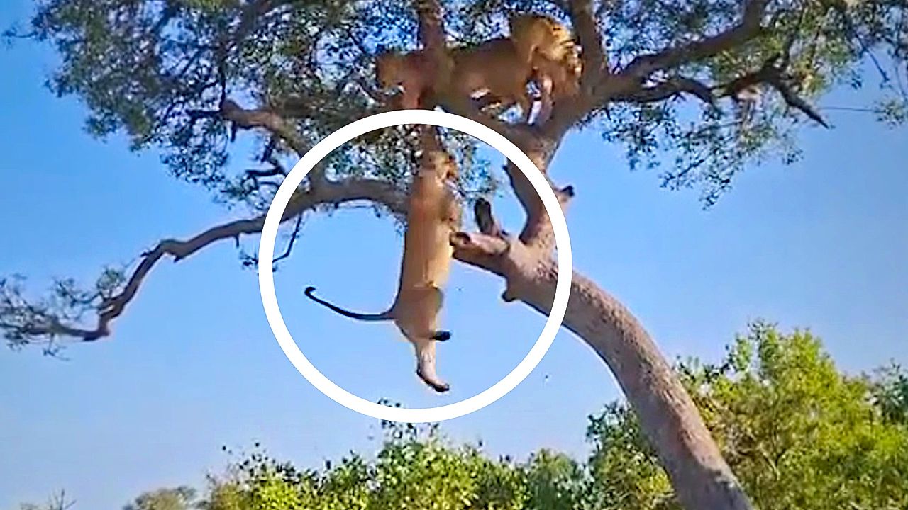 Lew traci równowagę po starciu z lampartem na drzewie w RPA