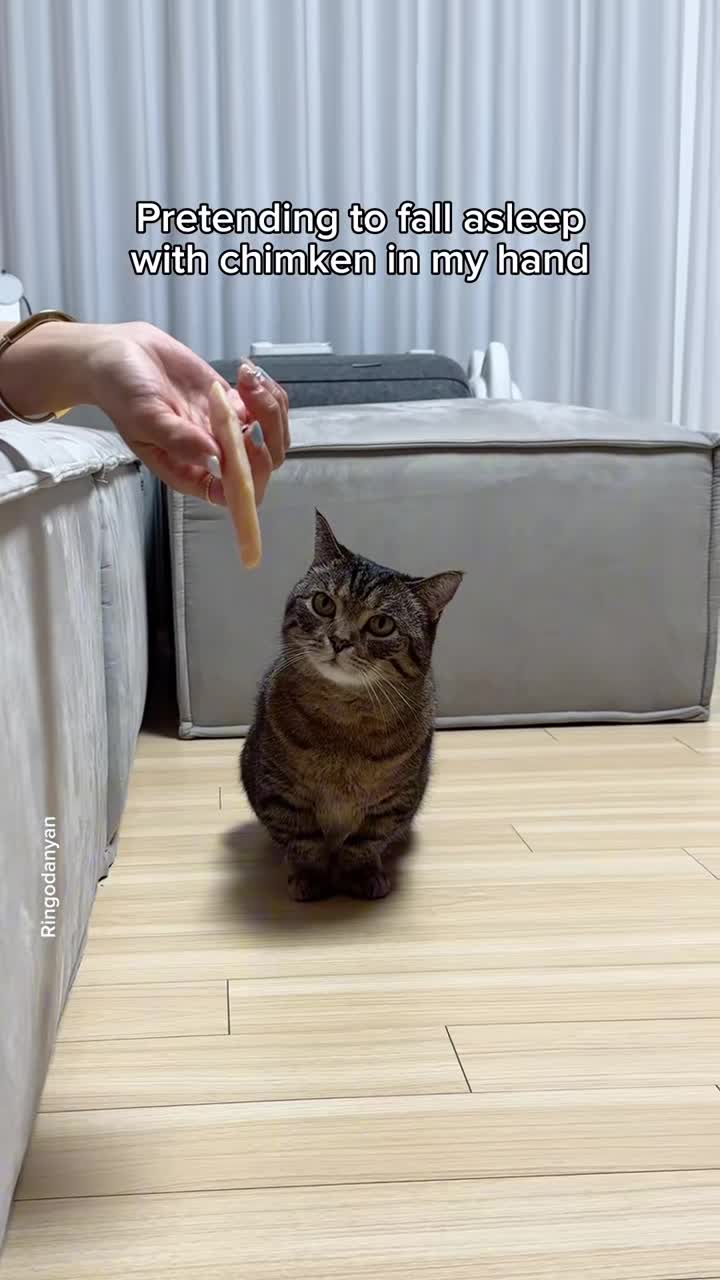 Will my cat pass the chicken test?