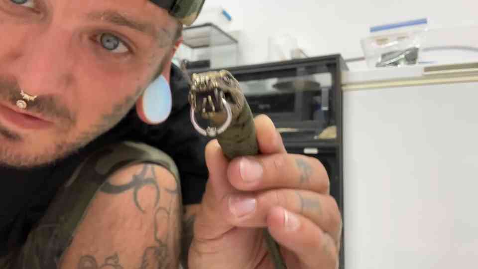 Why these venomous snakes took years to secure