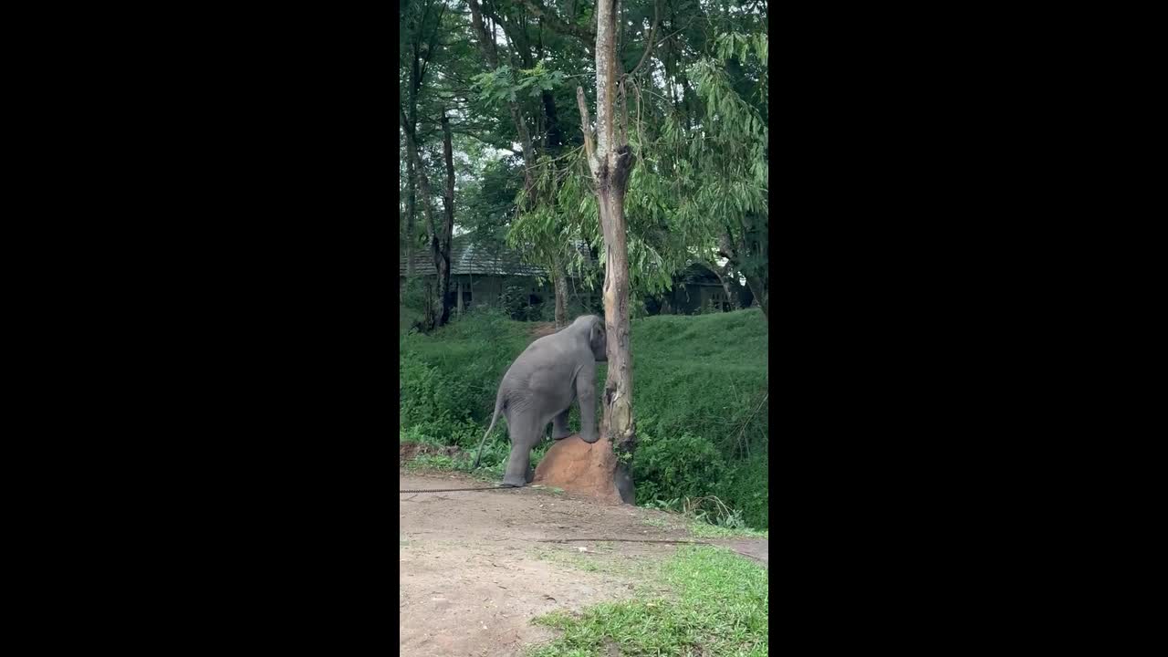 Curious baby elephant checks out termite nest on tree