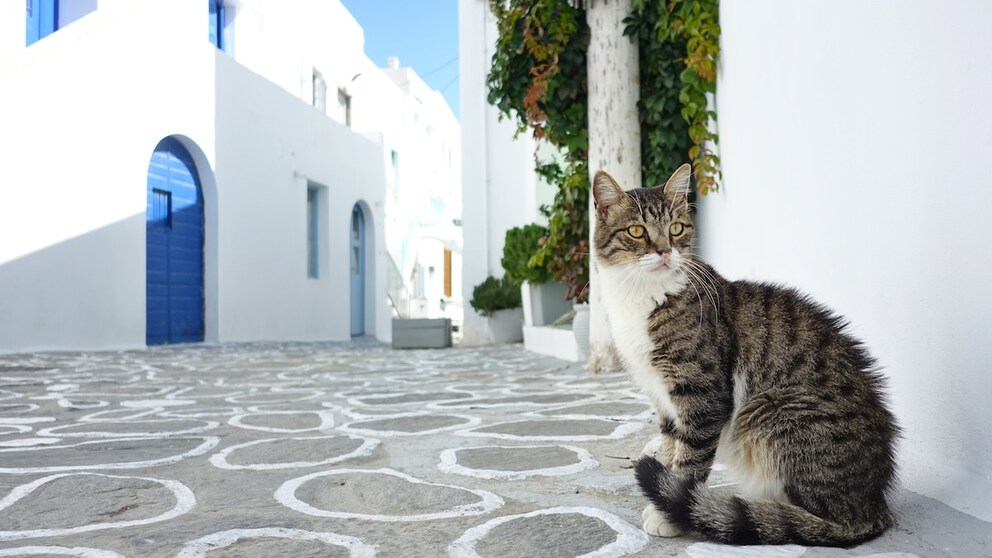 How cat rescue makes the dream of living on a Greek island possible