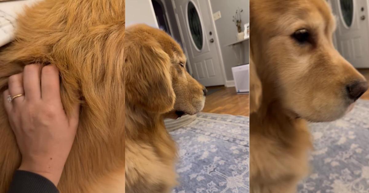 Golden retriever falls asleep sitting upright as mom massages his back