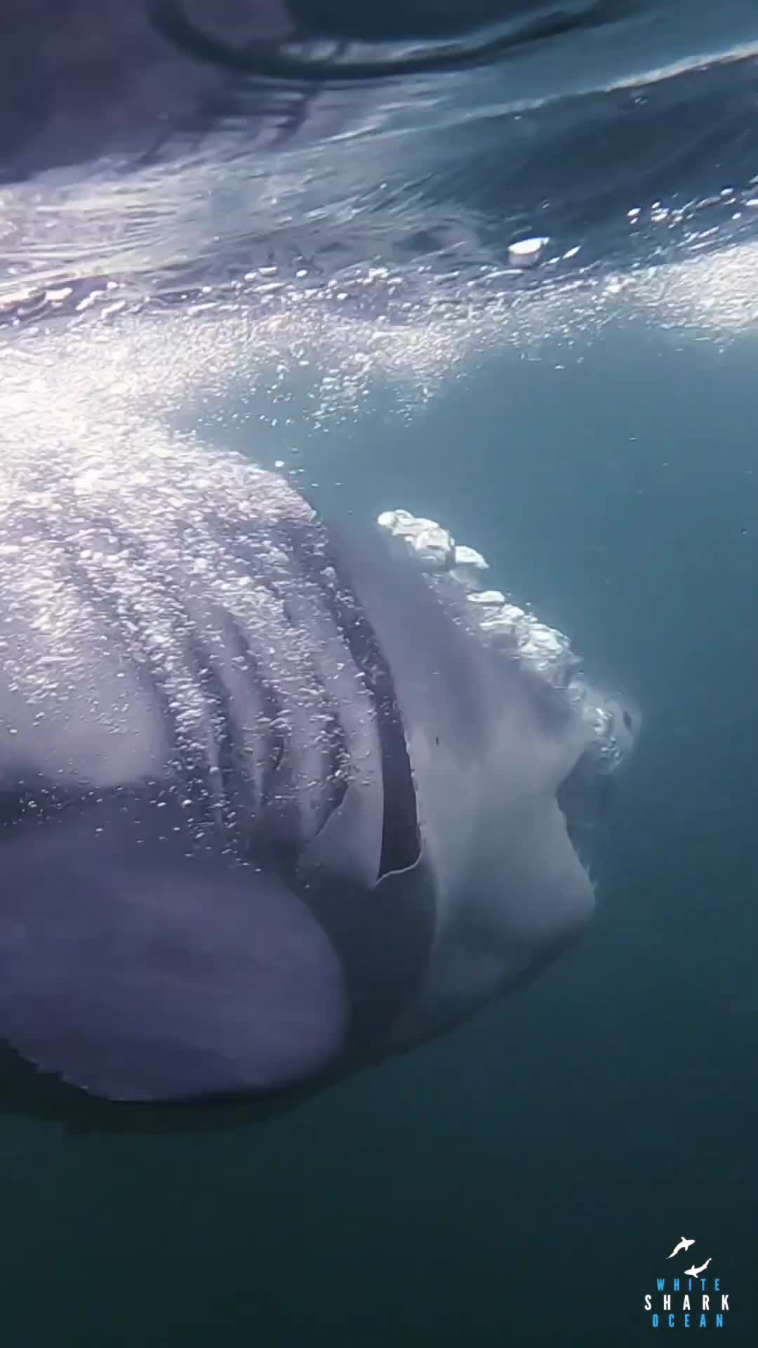 Great white shark gill flare