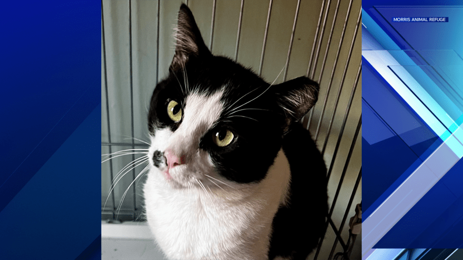 Phurry Friend Friday: Adopt Milkshake