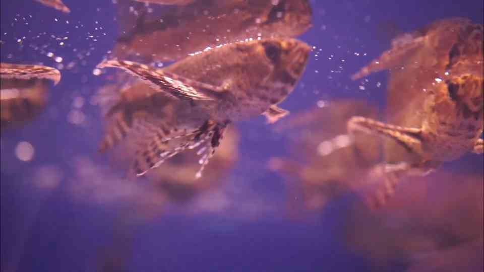 How some fish survived millions of years unchanged