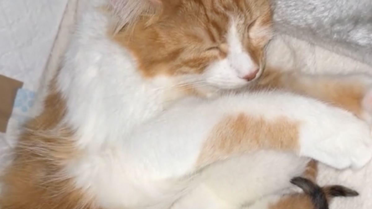Mother cat's adorable actions save her struggling newborn's life