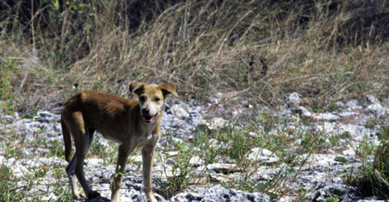 Chernobyl dogs show rapid genetic changes after 30 years inside fallout ...