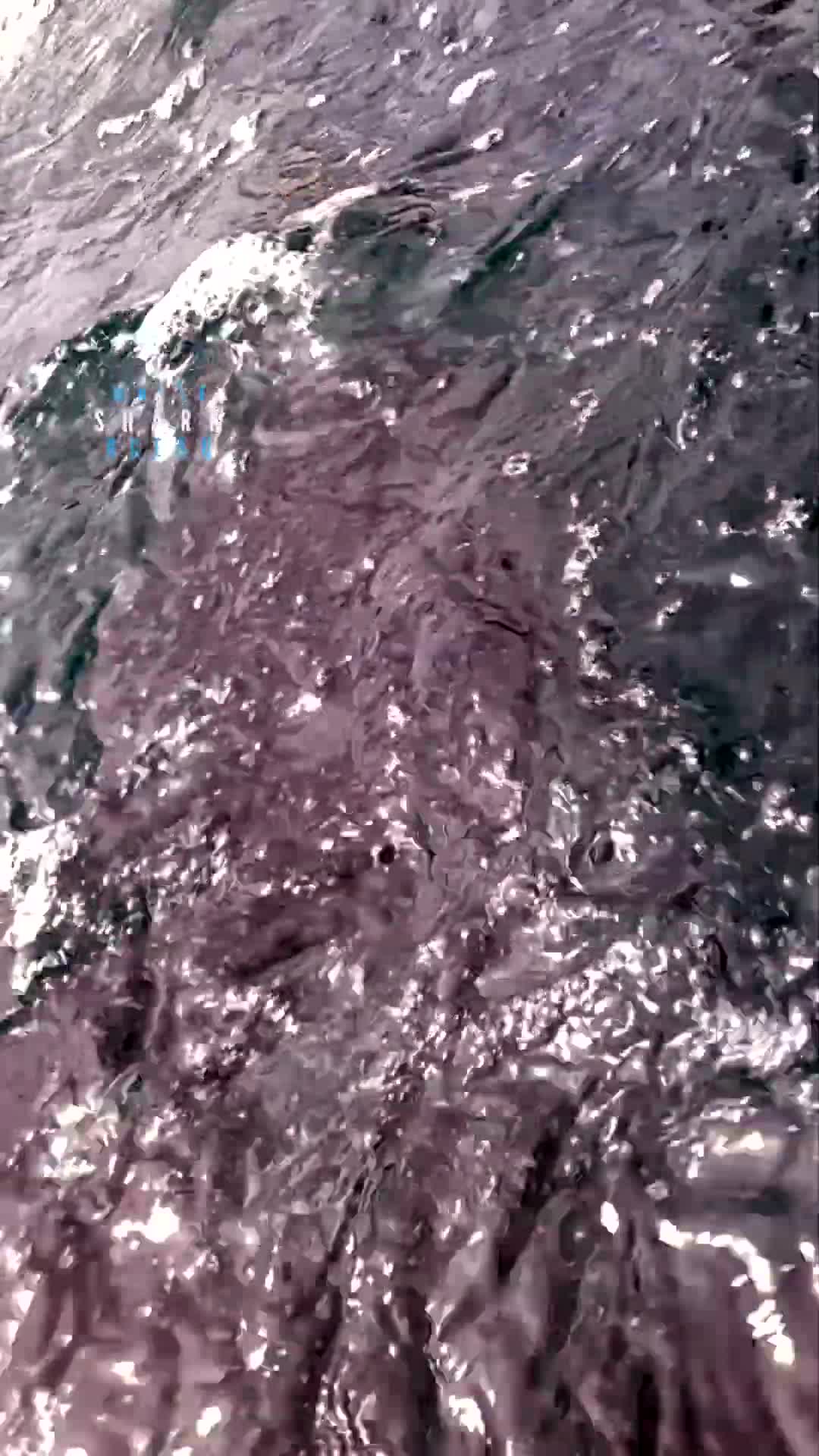 Great white keeps eye locked on the target