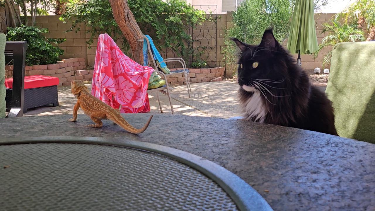 Bearded dragon hops on cat's back