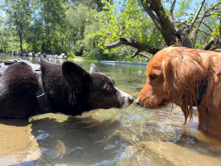 8 best dog parks in Washington with trails, water access, and room to ...