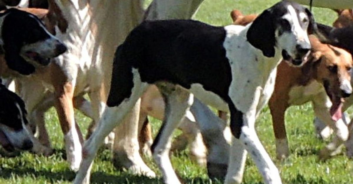 Rare sporting dogs hunters are quietly bringing back