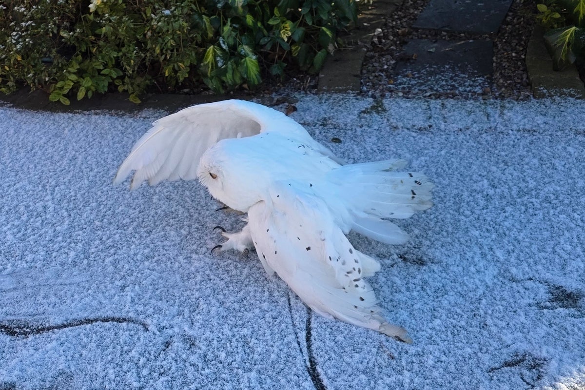 Voices: The snowy owl who chose the Rayburn