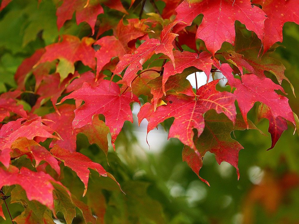 Growing things: When to prune your maple?