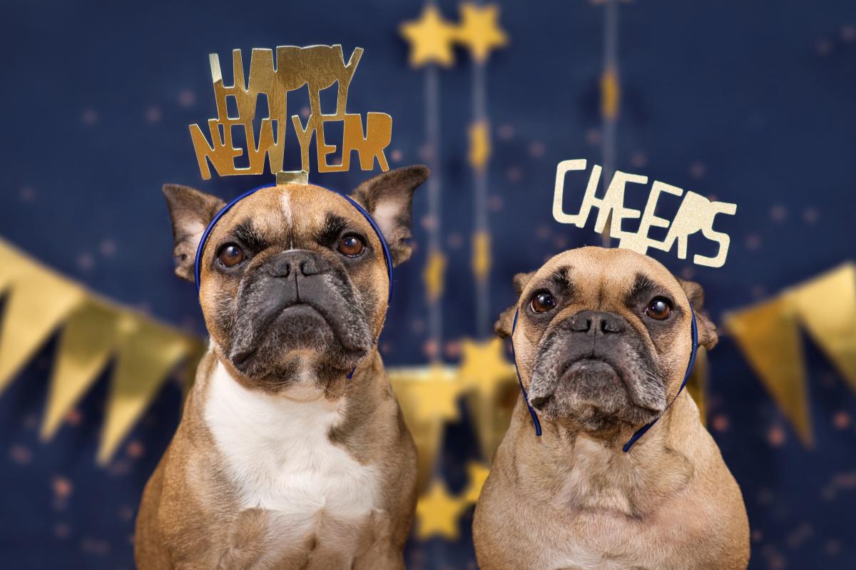 So bleiben Hunde an Silvester entspannt: Mit diesen Tipps ersparen Sie ...