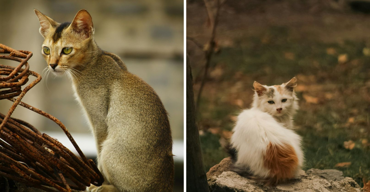 Cat breeds that prefer being outdoors