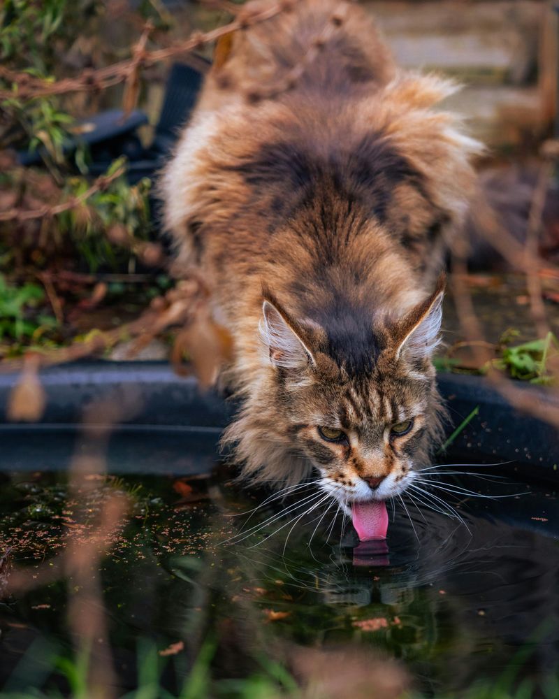 Cat breeds that prefer being outdoors