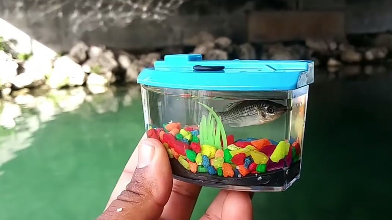 Tiny tank, real fish - the world’s smallest aquarium build