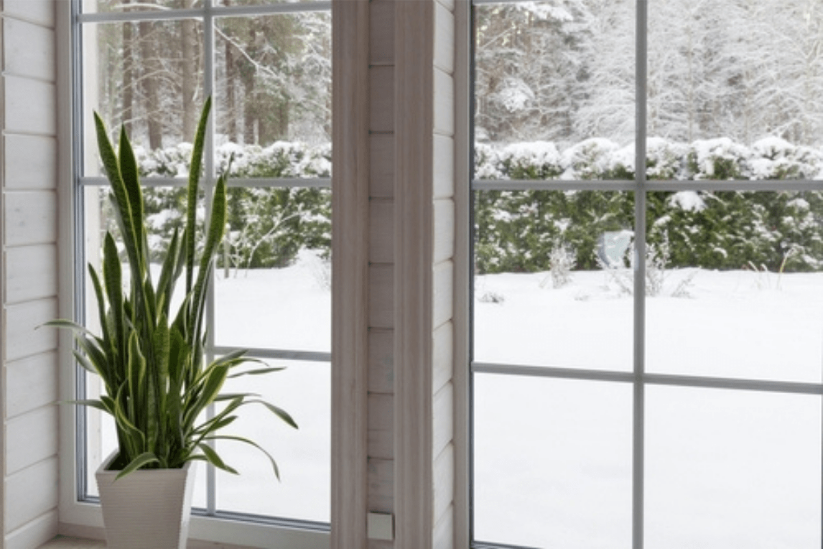 Indoor plants: This mistake near windows in winter kills them without ...