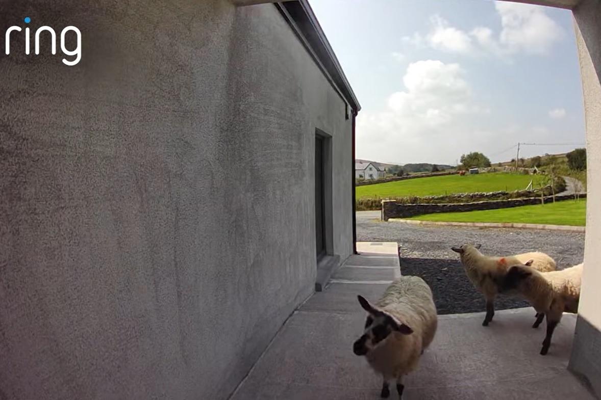 Watch as Co Mayo sheep make surprising house call on Ring Video Doorbell