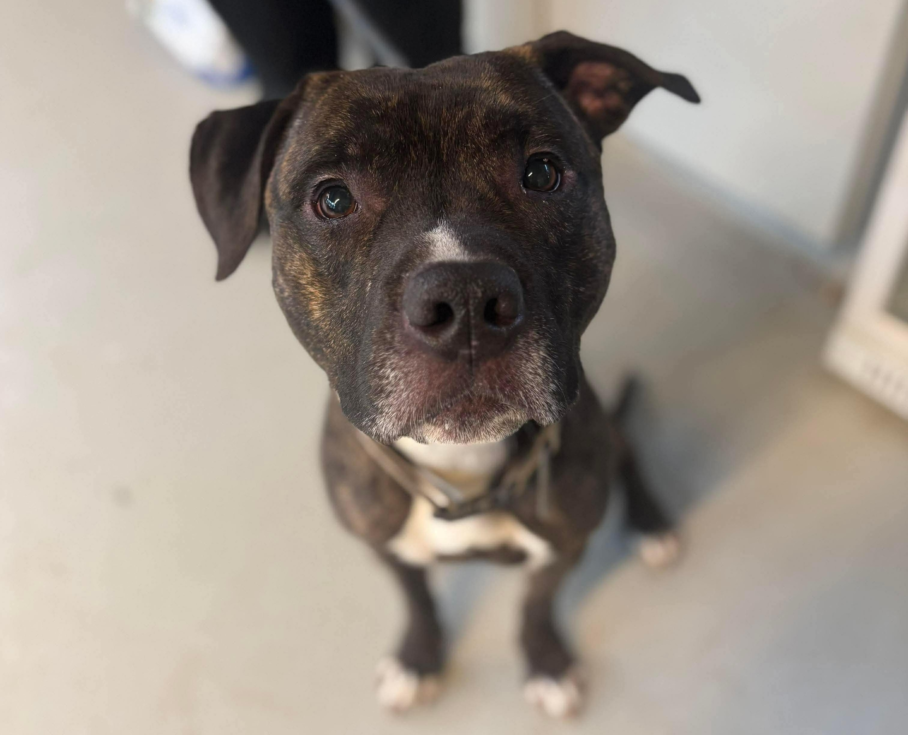 Video shows dog outsmarting lock on shelter door to escape and run home