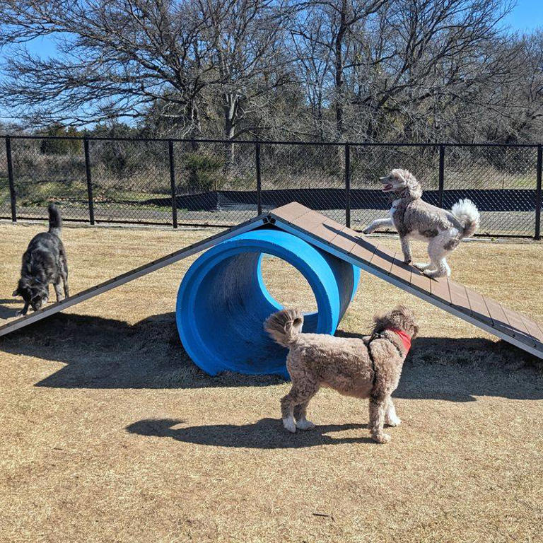 8 best dog parks in Washington with trails, water access, and room to ...