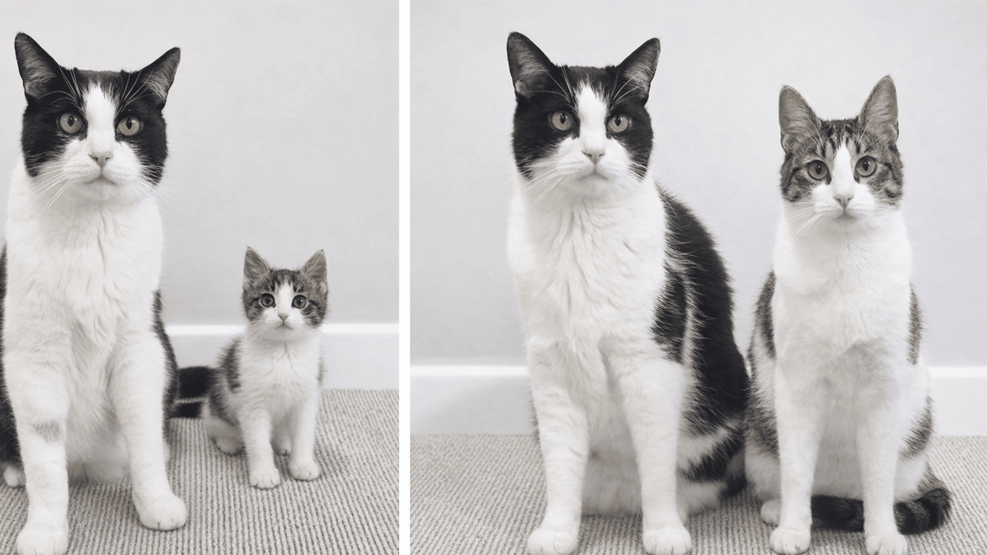 The big leap: From kitten to cat!