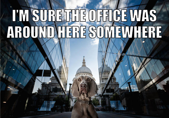 14 spot-on funny pet memes by Comedy Pet Photo Awards