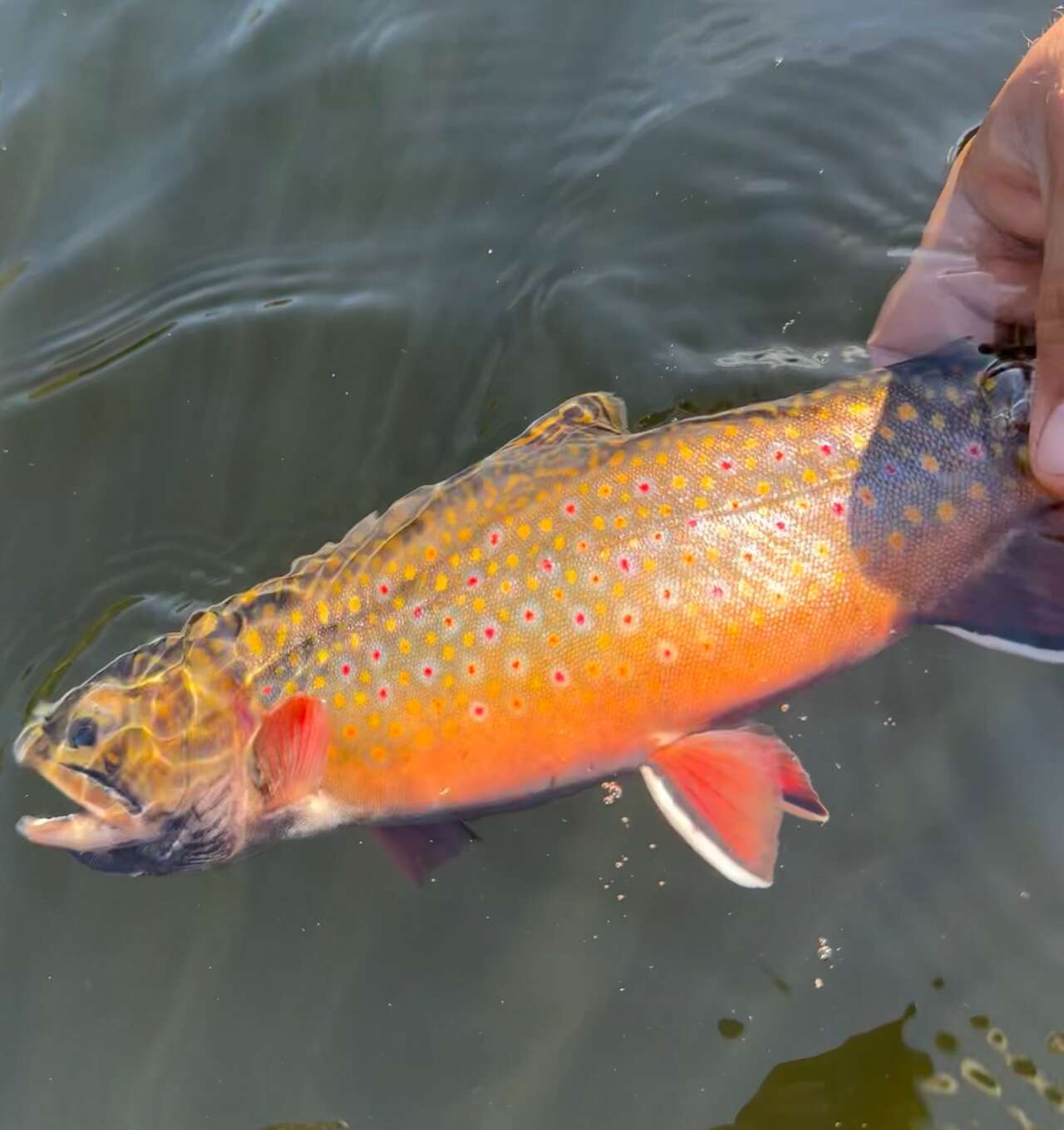 Bait fish ban recommended by state in most of Adirondack Park
