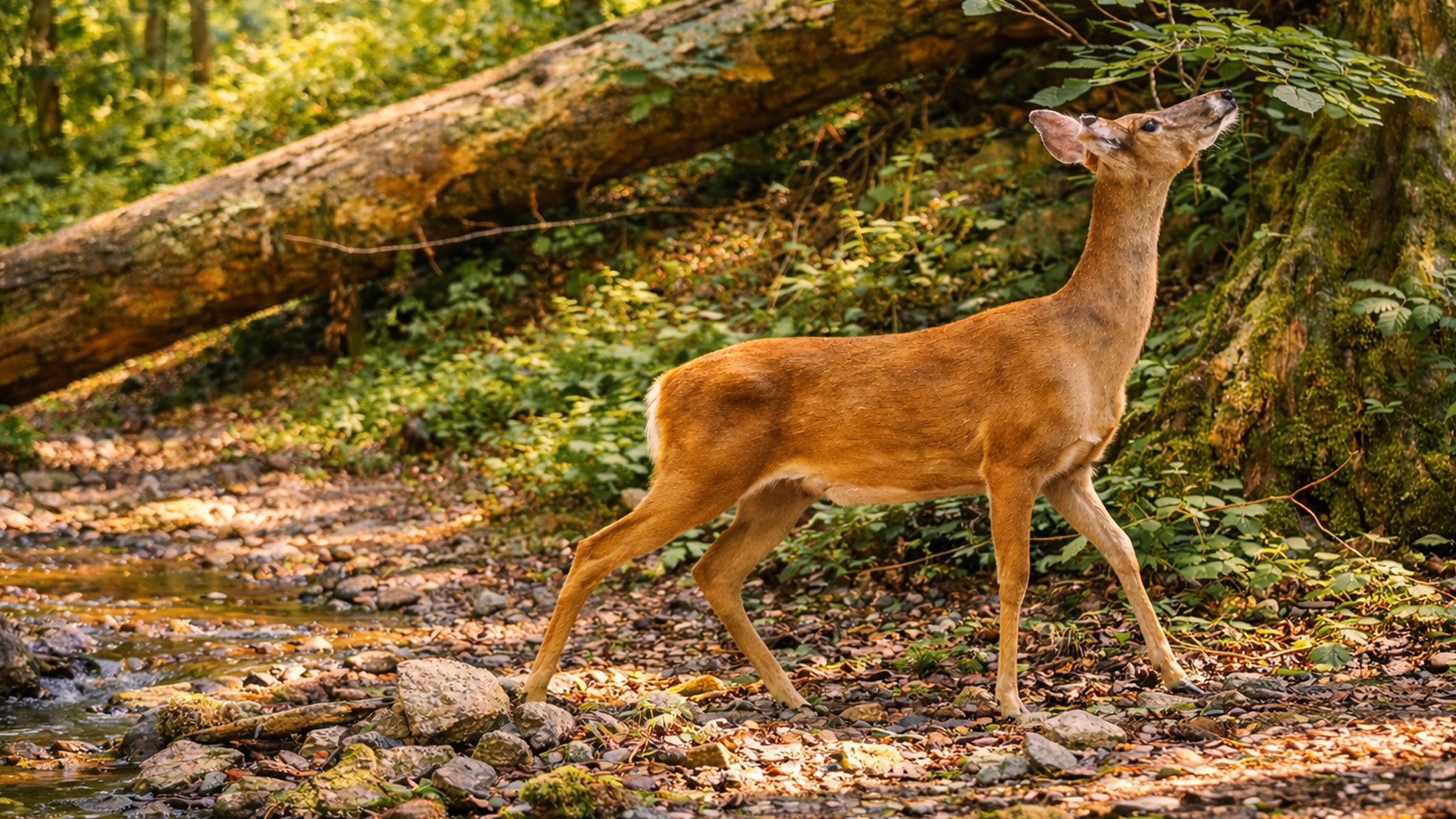 Wildlife captured deep in the forest by a trail camera