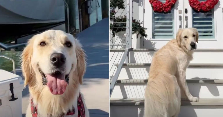 Video: Golden retriever treats grandparents' house as a 'resort'