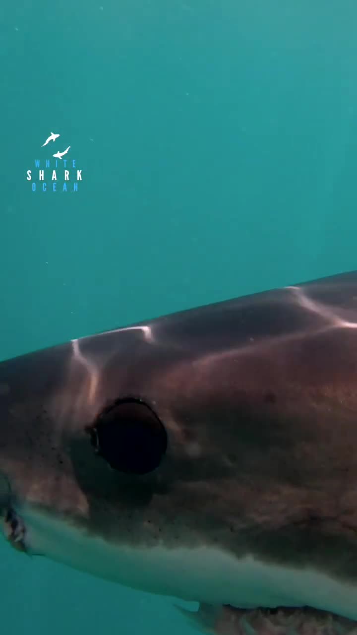 Great white shark comes in for a close look before heading back to the ...