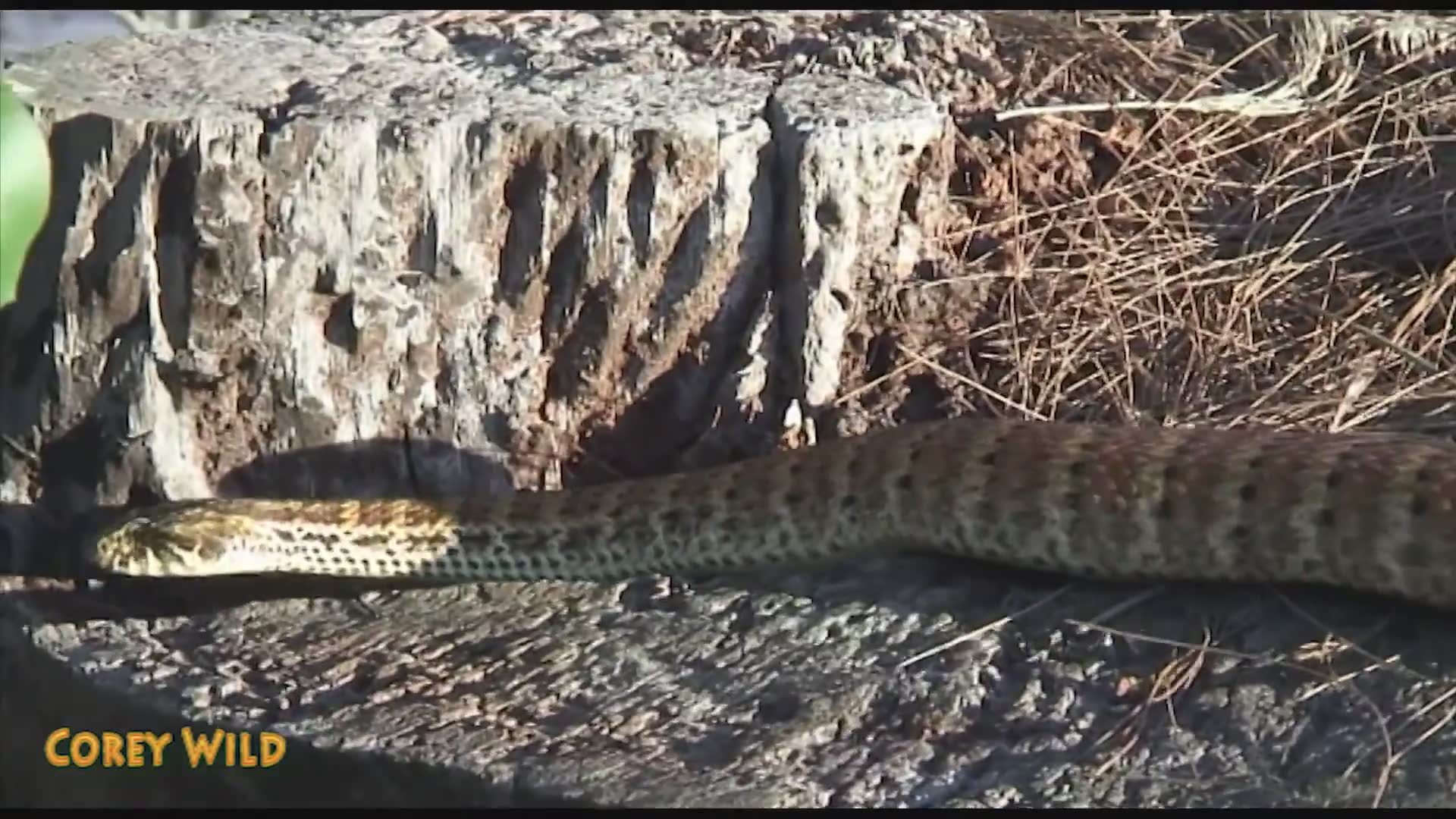 Working with deadly Australian death adder