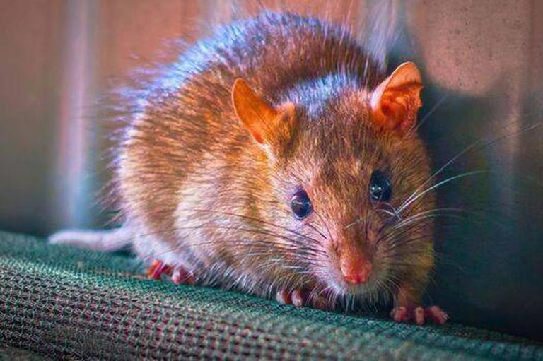Rats and mice will stay away from homes when quick 60-second task is ...
