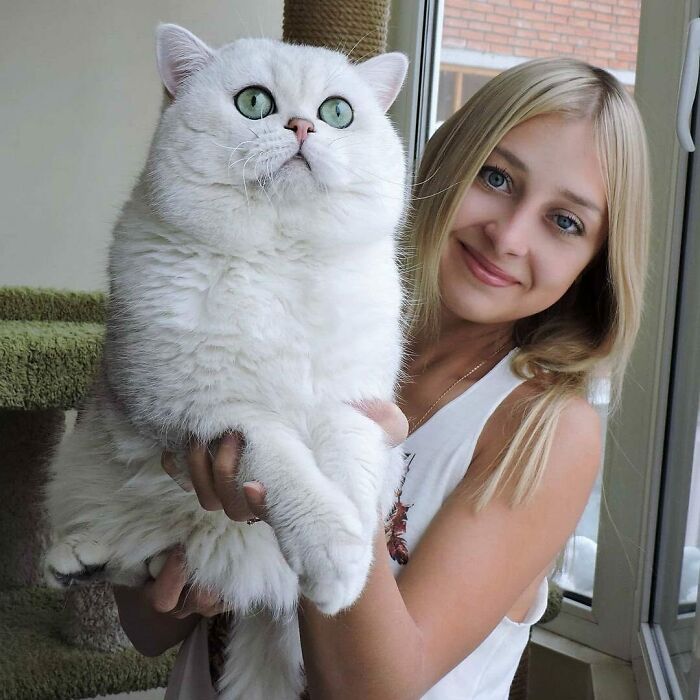 35 cats who don’t understand how big they are