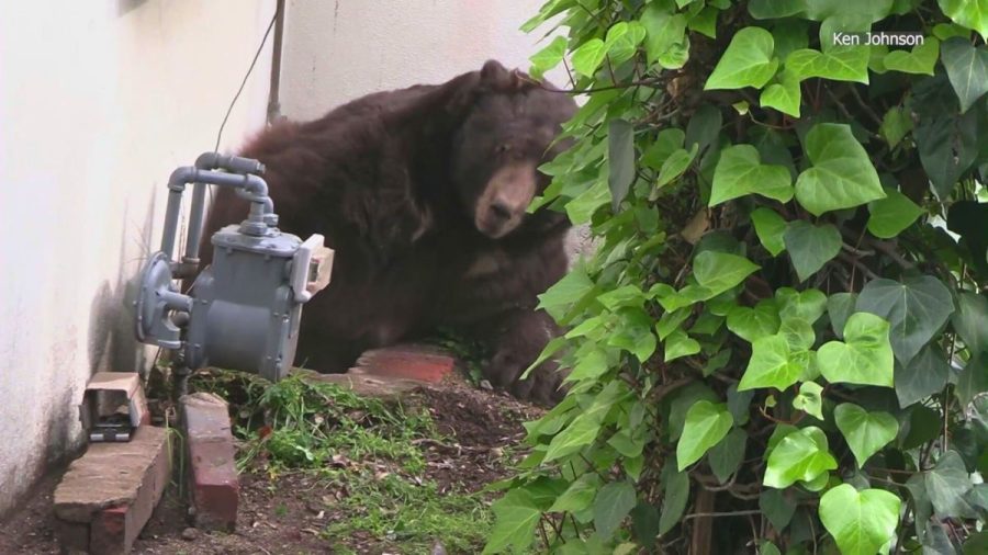 Large black bear finally 'evicted' from California home