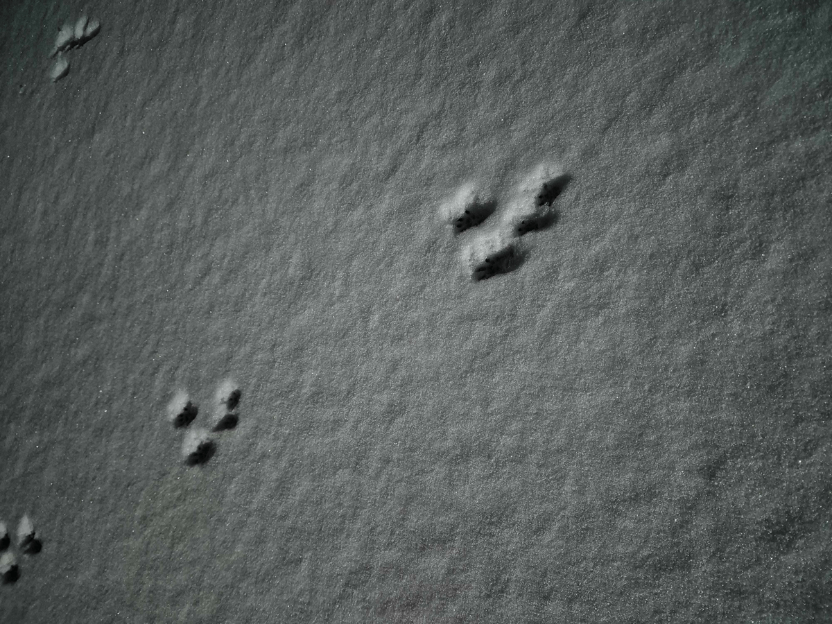 NRW: Mysteriöse Tier-Spuren im Schnee – schnell erhärtet sich der Verdacht