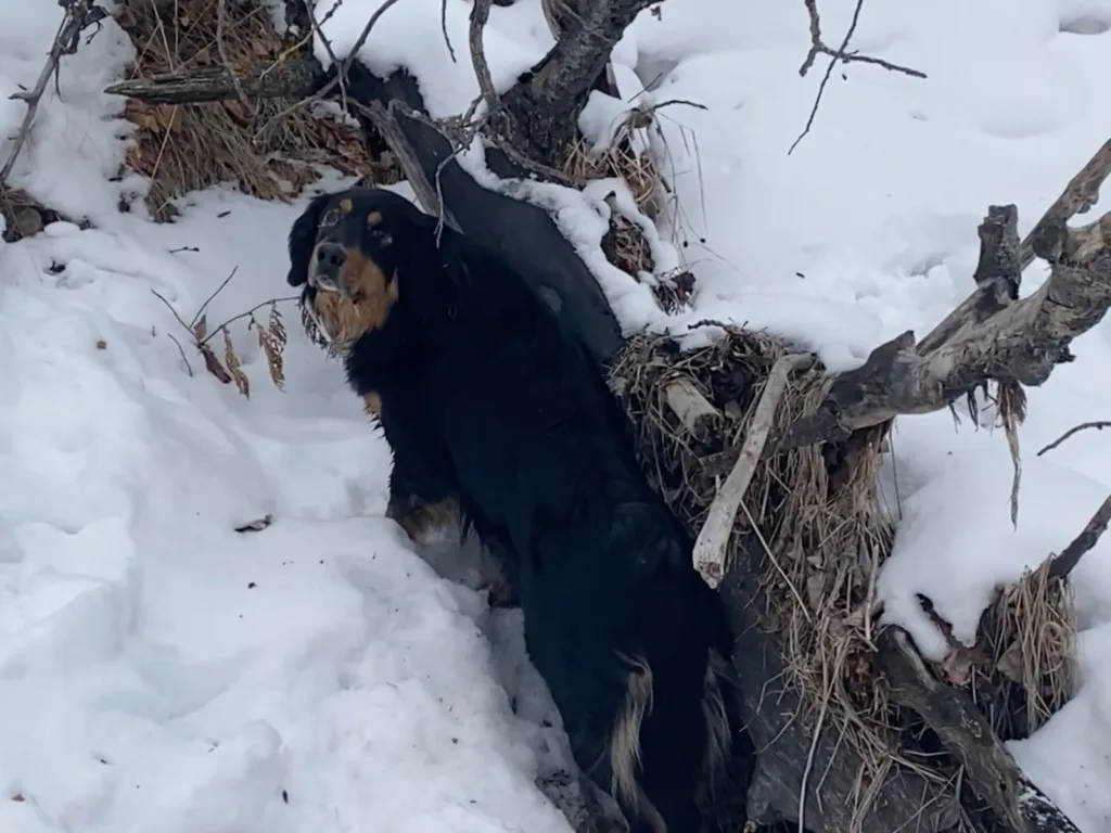 Family follows their dog into deep snow and finds a stranded pup who ...