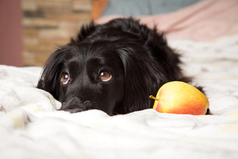 Inside 2026’s dog health boom: Sound baths, canine PTs and what owners ...
