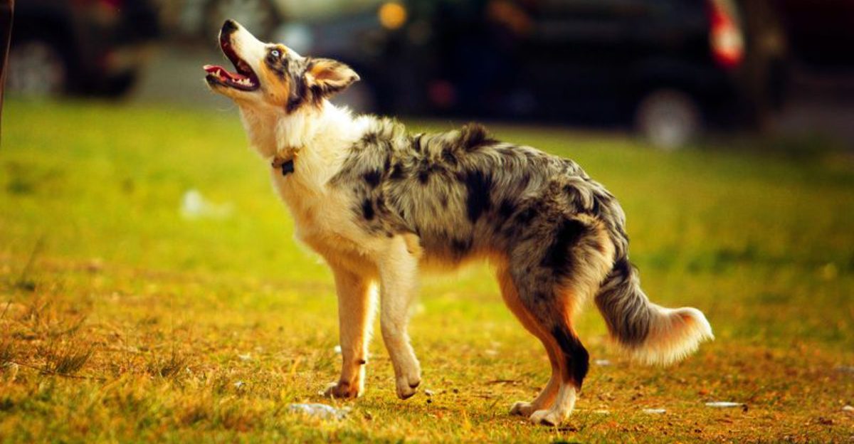 Think you know loyal? Meet 10 dog breeds that prove it in real life